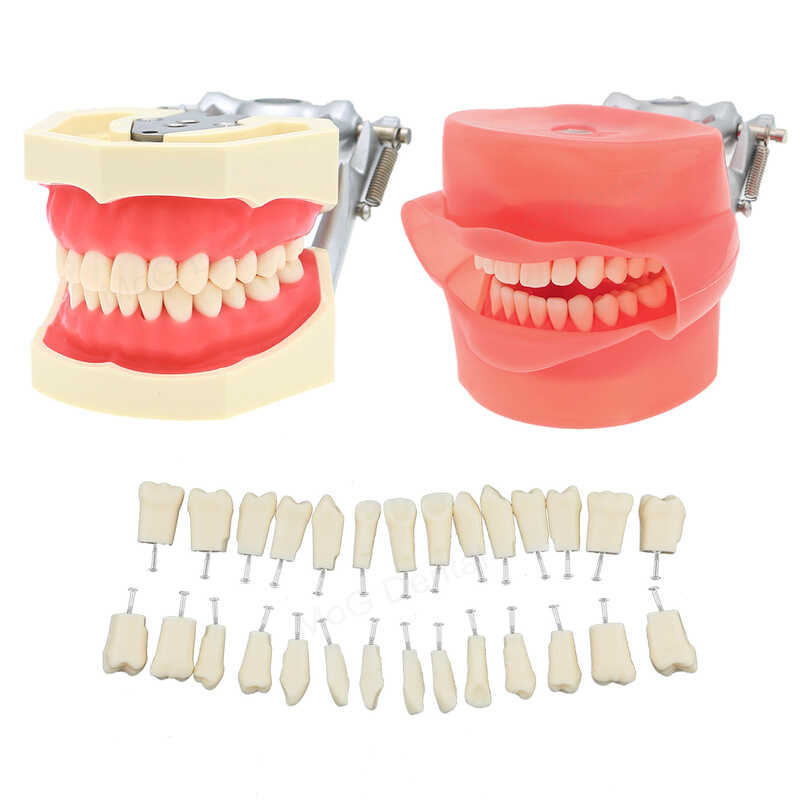 Teeth Na May Removable 28Pcs Tooth Fit Kilgore NISSIN 500 Dental Model ...