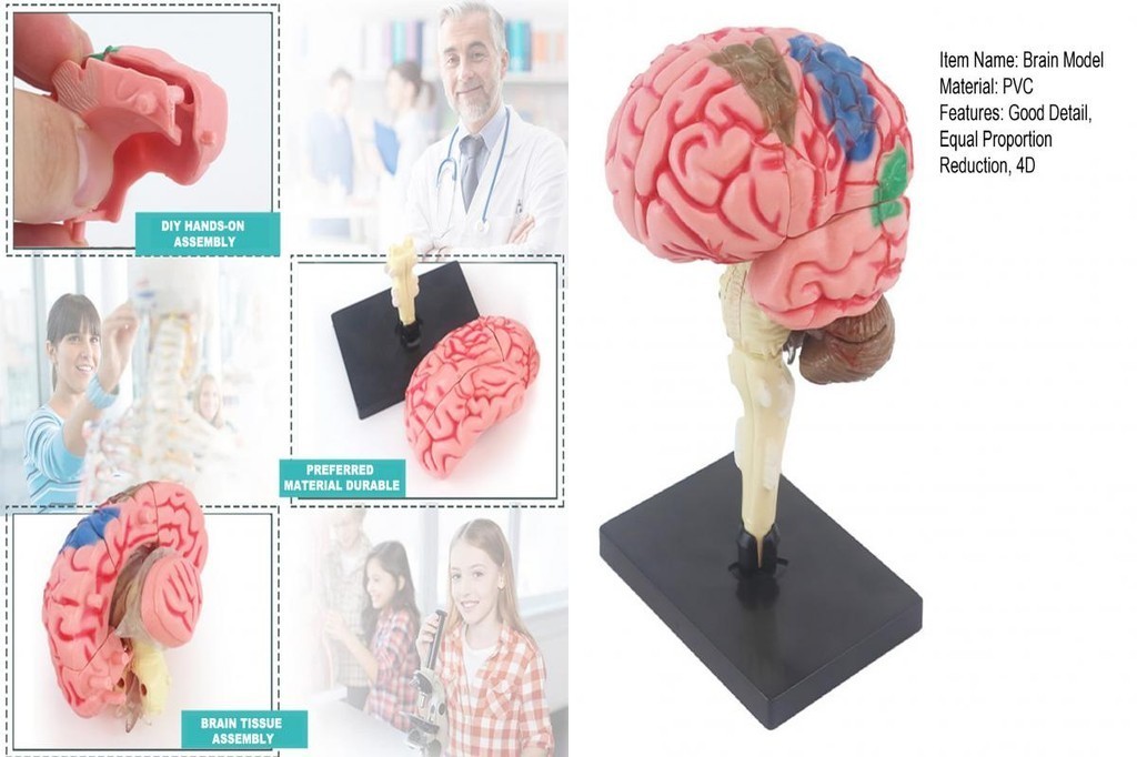 pe 4d Brain Model Brain Learning Tool Highly Detailed 4d Brain ...