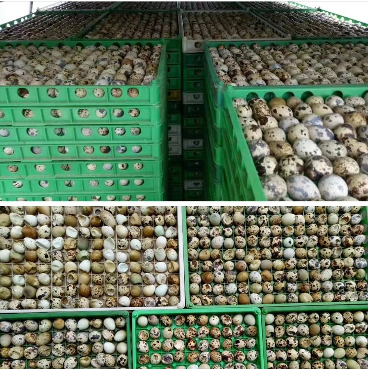 1 PC QUAIL PUGO EGG TRAY 150 EGG CAPACITY HEAVY DUTY | Shopee Philippines