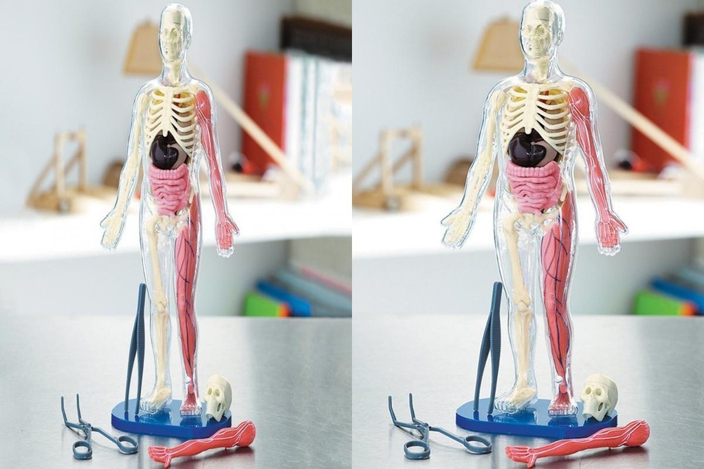 SIM| Diy Organ Model Kit 3d Organs Model Kit Glow-in-the-dark Human ...