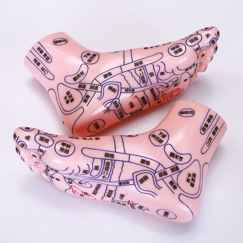 Foot Massage Model Human Body Acupoint Map Foot Reflex Area Foot ...