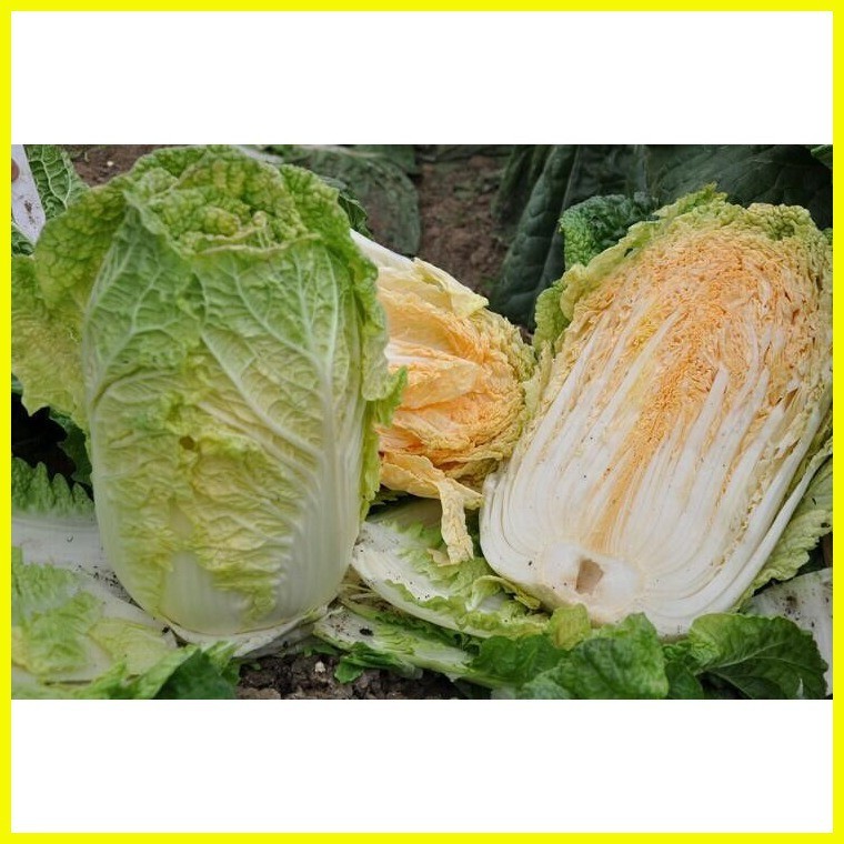 ۞ Chinese Korean Napa Pechay Baguio Cabbage Inner Orange Red Vegetable ...