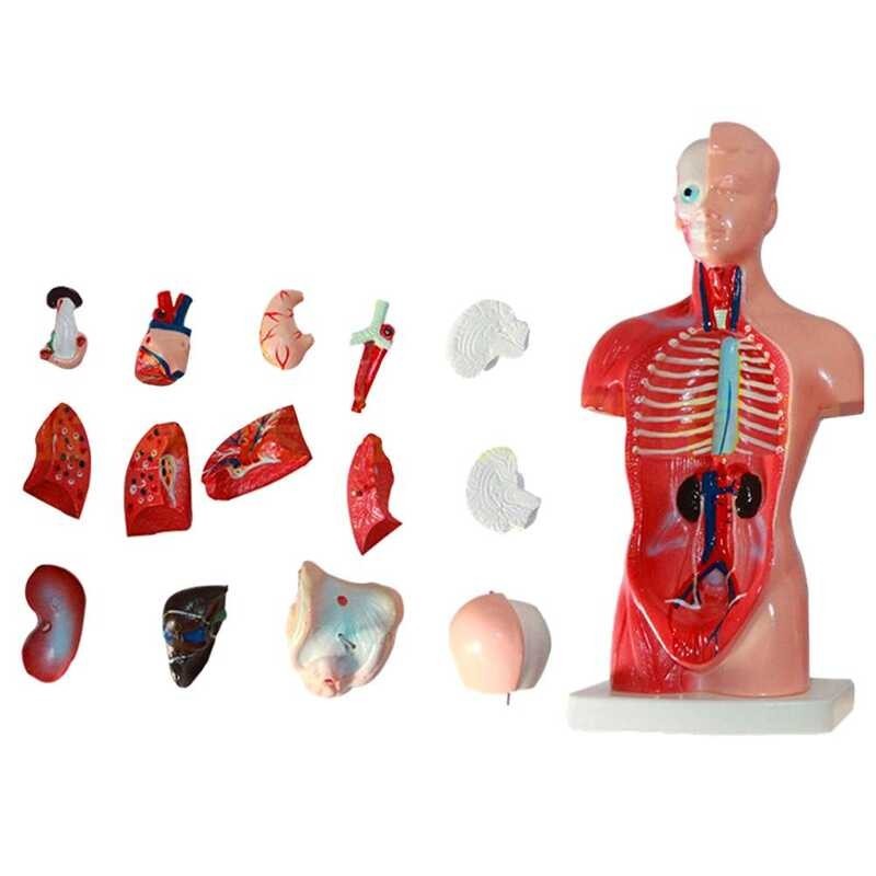 Torso Anatomical Human Body Model Anatomy Internal Organ Medical ...