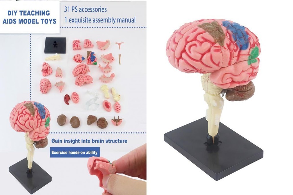 pe 4d Brain Model Brain Learning Tool Highly Detailed 4d Brain ...
