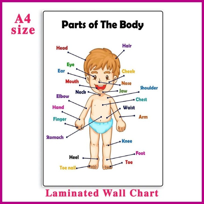 100% PARTS OF THE BODY Educational Laminated Wall Chart | A4 Size | For ...