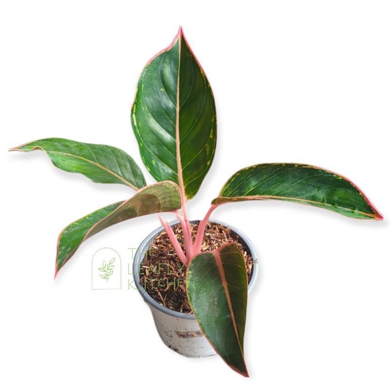 AGLAONEMA PINK Chinese Evergreen rooted & Potted plants indoor plants ...