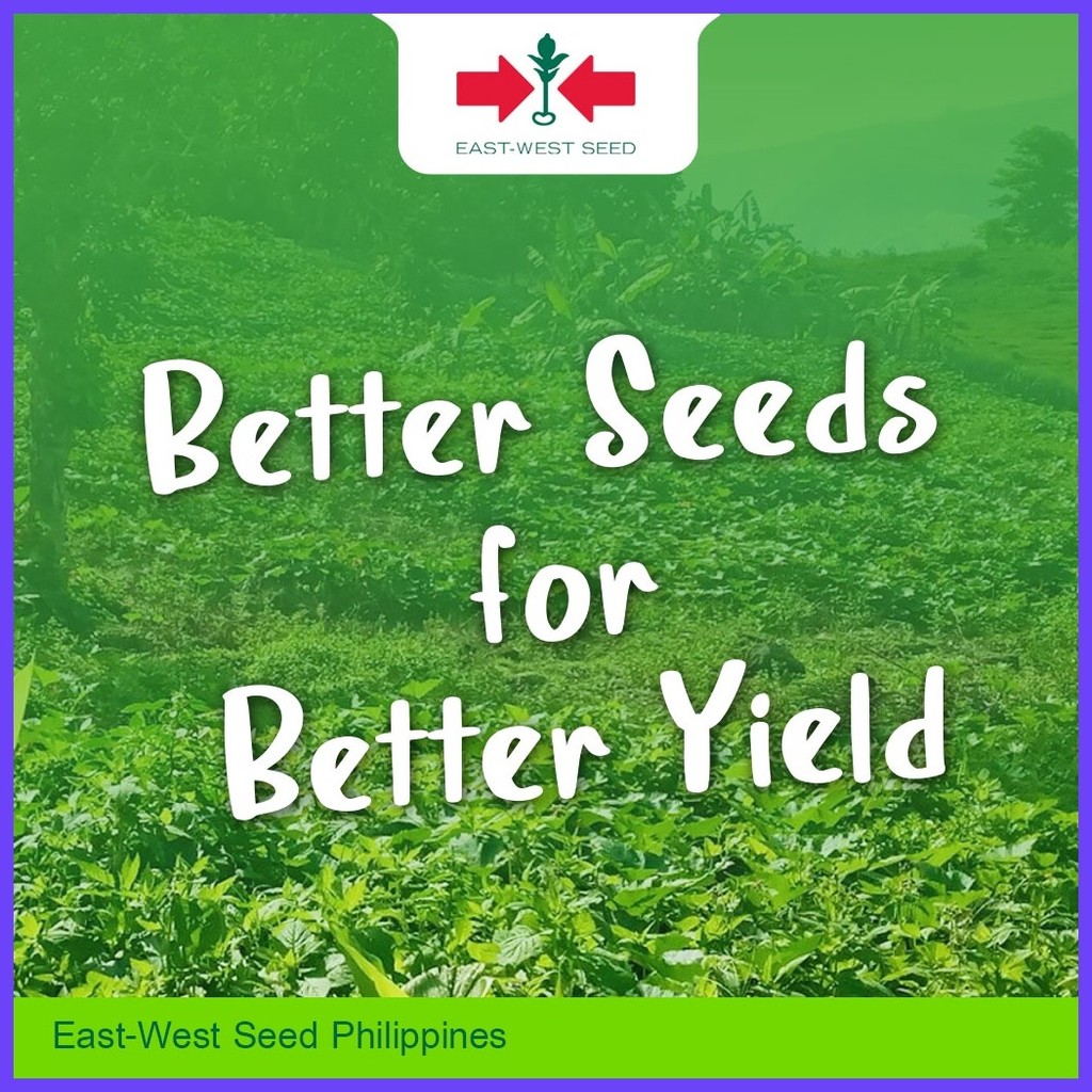 ⇦ ∇ Eastwest Seed LEGA C F1] Pipino/Cucumber Go Grow Pack | Shopee ...