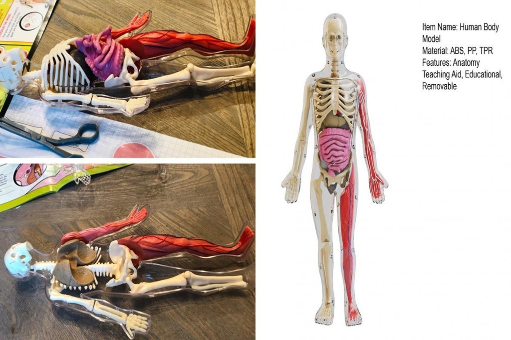 SIM| Diy Organ Model Kit 3d Organs Model Kit Glow-in-the-dark Human ...