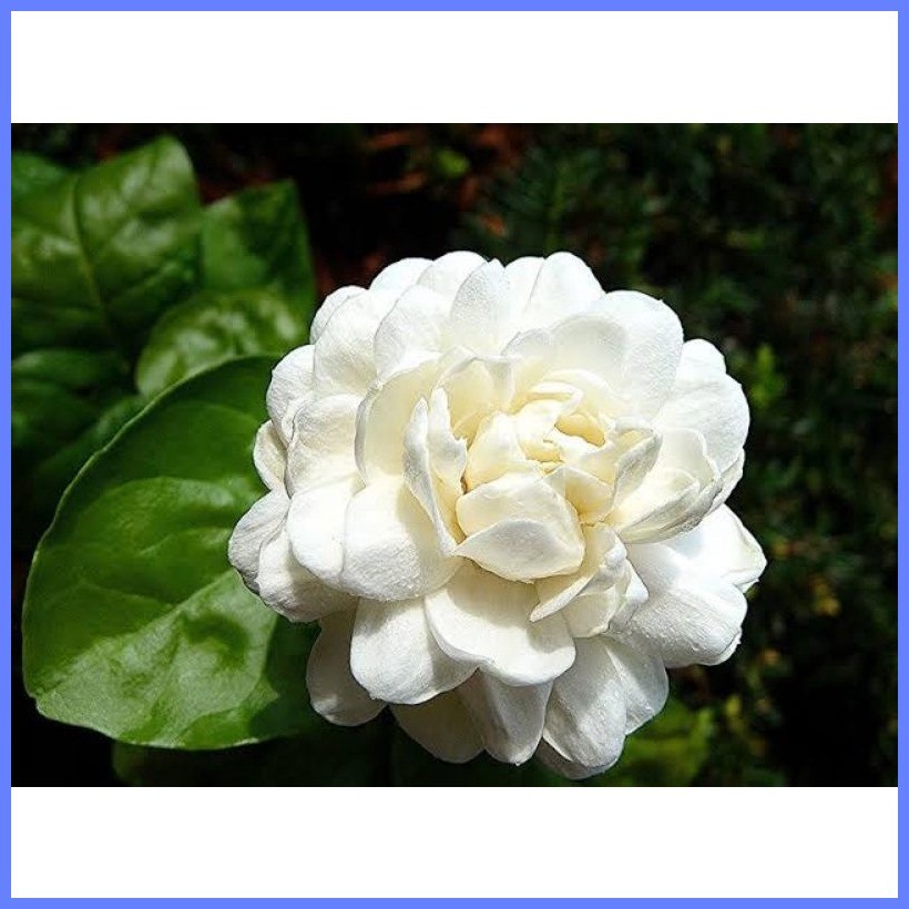 ∈ Sampaguita/Kampupot double petals live Plants(3Cuttings) | Shopee ...