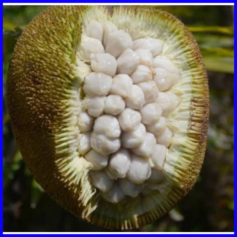♒ ☬ Marang seeds (5seeds) | Shopee Philippines