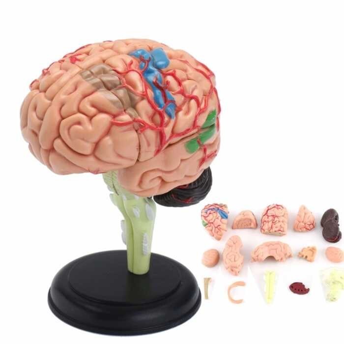 4D Human Anatomical Brain Model Anatomy Teaching Tool Toy Statues ...