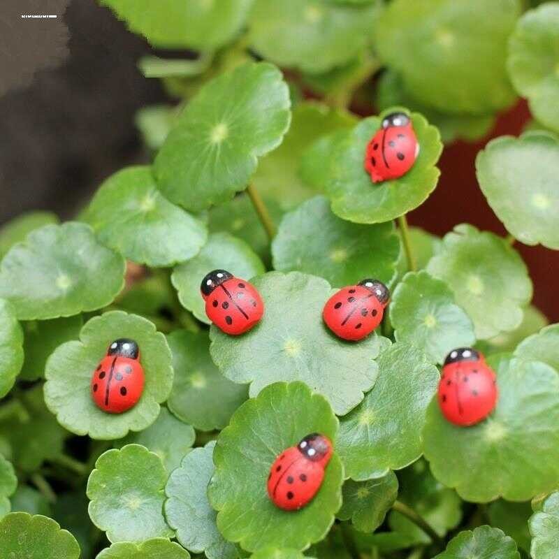Micro landscape ornament flower pot decoration Seven star ladybug model ...