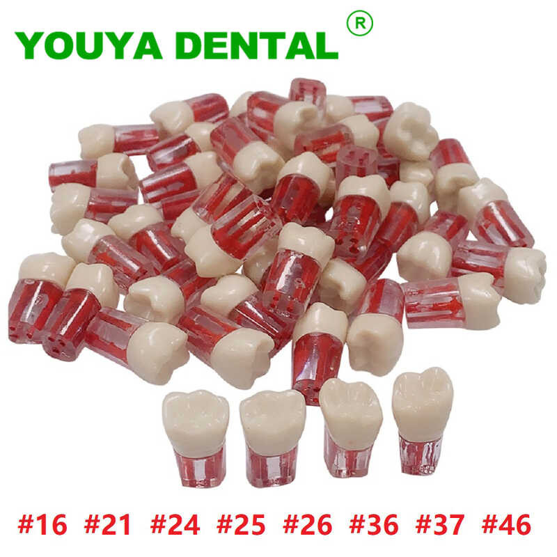 5Pcs Dental Enntic Root Canal Block Practice Teeth Pulp Cavity Study ...