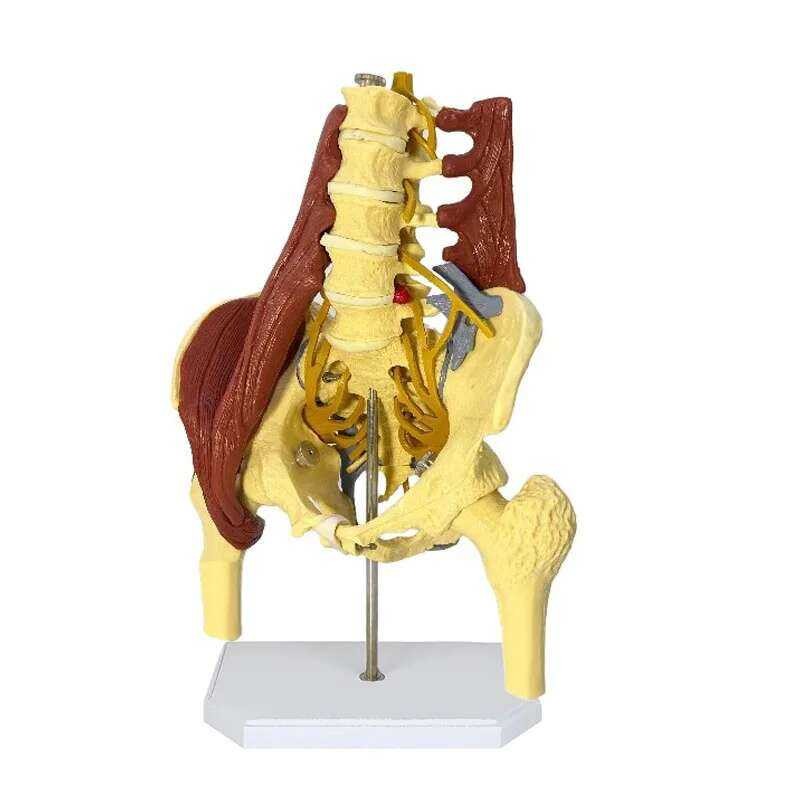Peis Male Anatomy Human Model Anatomical Model With Lumbar Spine And ...
