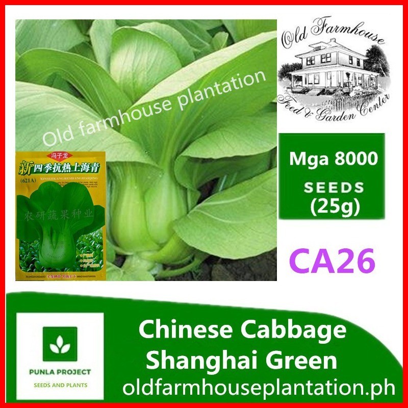 chinese cabbage seeds white chinese bok choy pak choi cabbage seeds ...