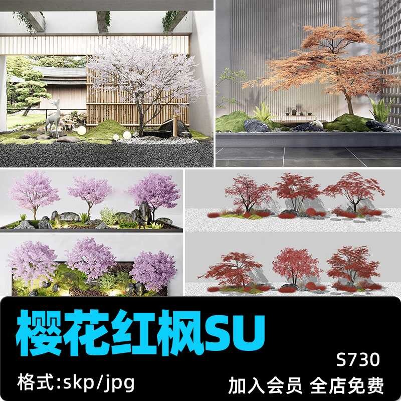 Sakura Maple Red Maple Chicken Claw Maple Feather Maple Japanese ...