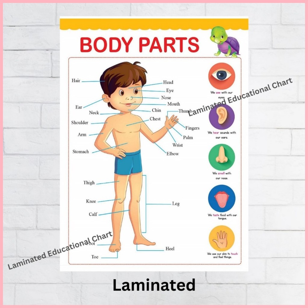 Laminated Parts of the Body Charts, Educational Charts for Kids ...
