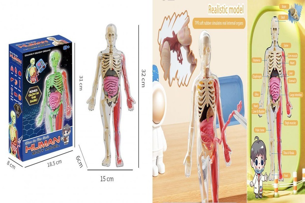 SIM| Diy Organ Model Kit 3d Organs Model Kit Glow-in-the-dark Human ...