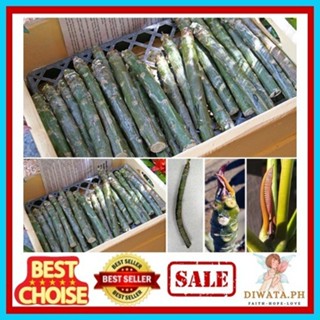 ∇ ♕ ☏ Hawaiian Calachuchi Yellow Frangipani Kalachuchi Fragrant ...