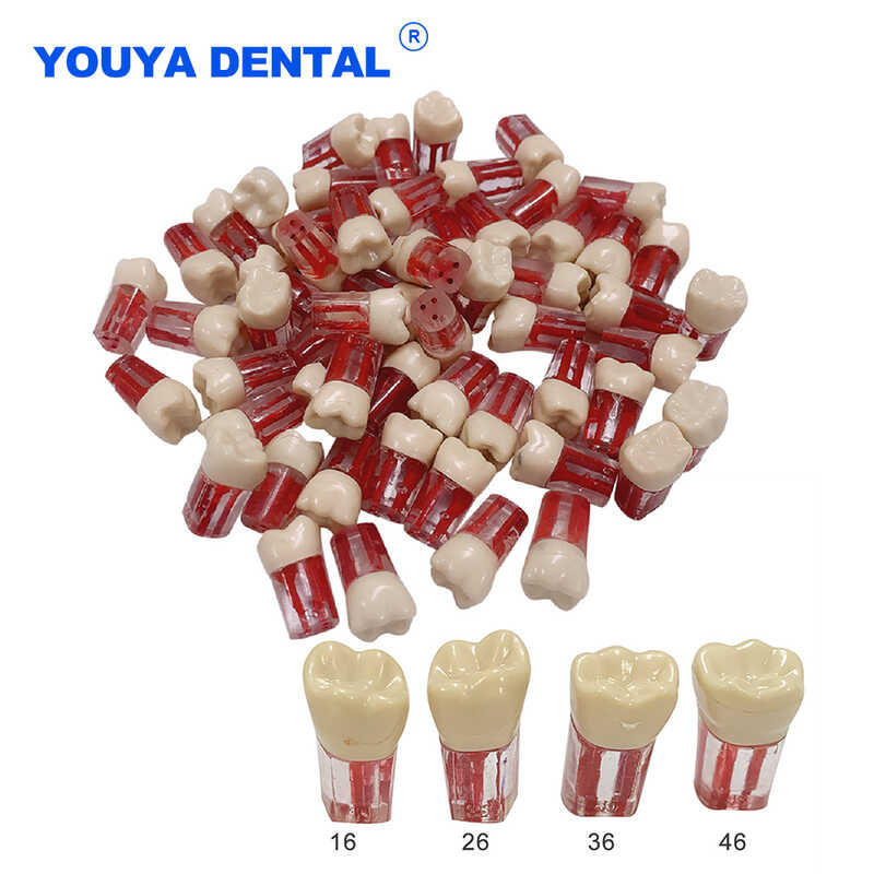Resin Tooth Model Enntics Root Canal Teeth Dentistry RCT Students ...
