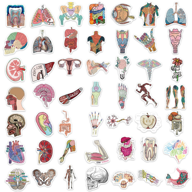 Human Anatomy Stickers for Studying, 50pcs Waterproof Medical Stickers ...