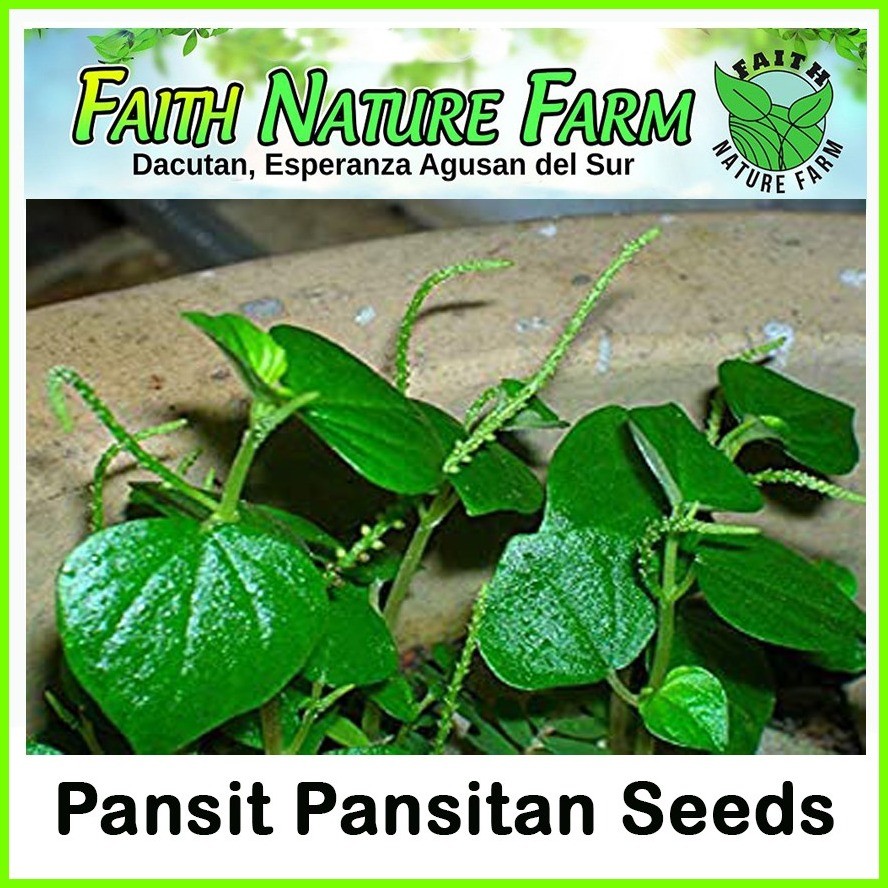 Pansit Pansitan Plant Seeds ( approx 50 seeds ) | Shopee Philippines