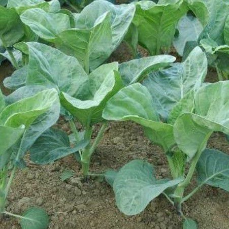 Chinese Kale seeds(Chinese Broccoli/ Kailaan) | Shopee Philippines