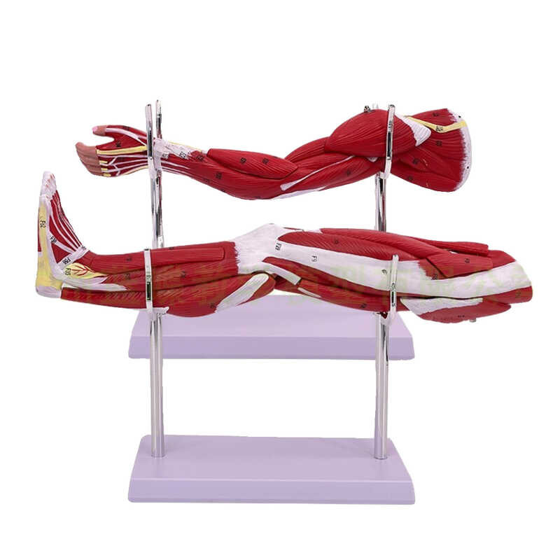 Medical human lower limb muscle vascular nerve model, leg movement ...