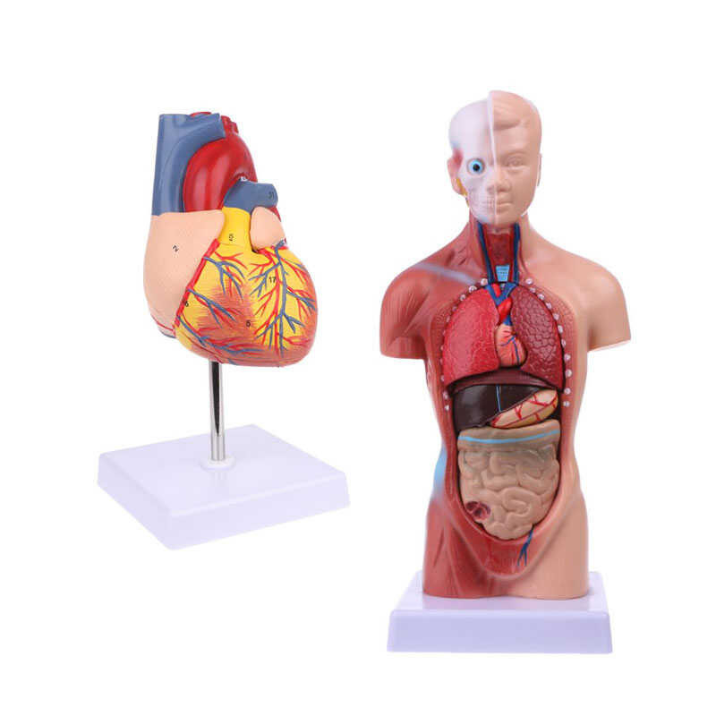 Props Model Free Postage Disassembled Anatomical Human Heart Model ...