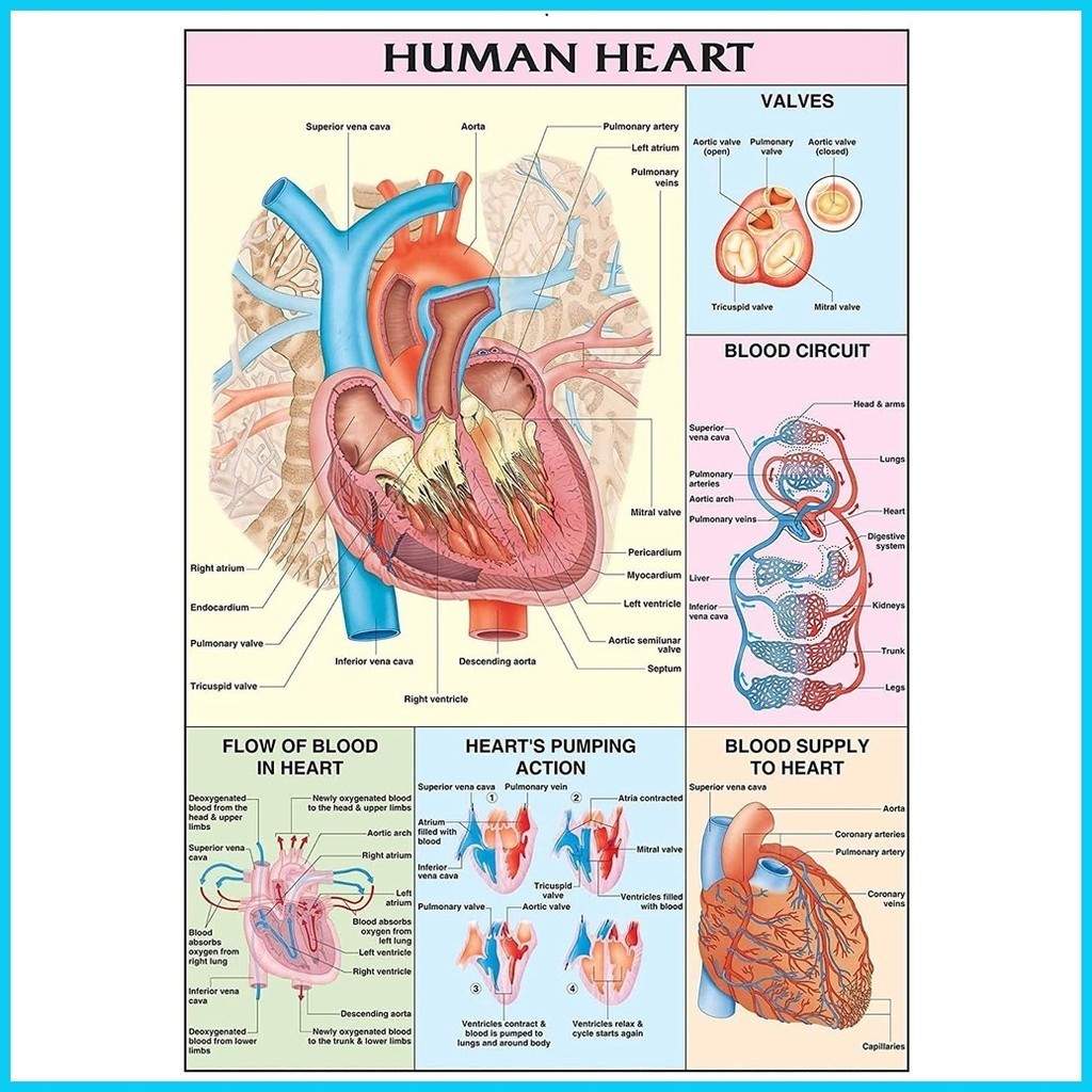 Science Laminated Charts DIGESTIVE CIRCULATORY INTEGUMENTARY SKELETAL ...