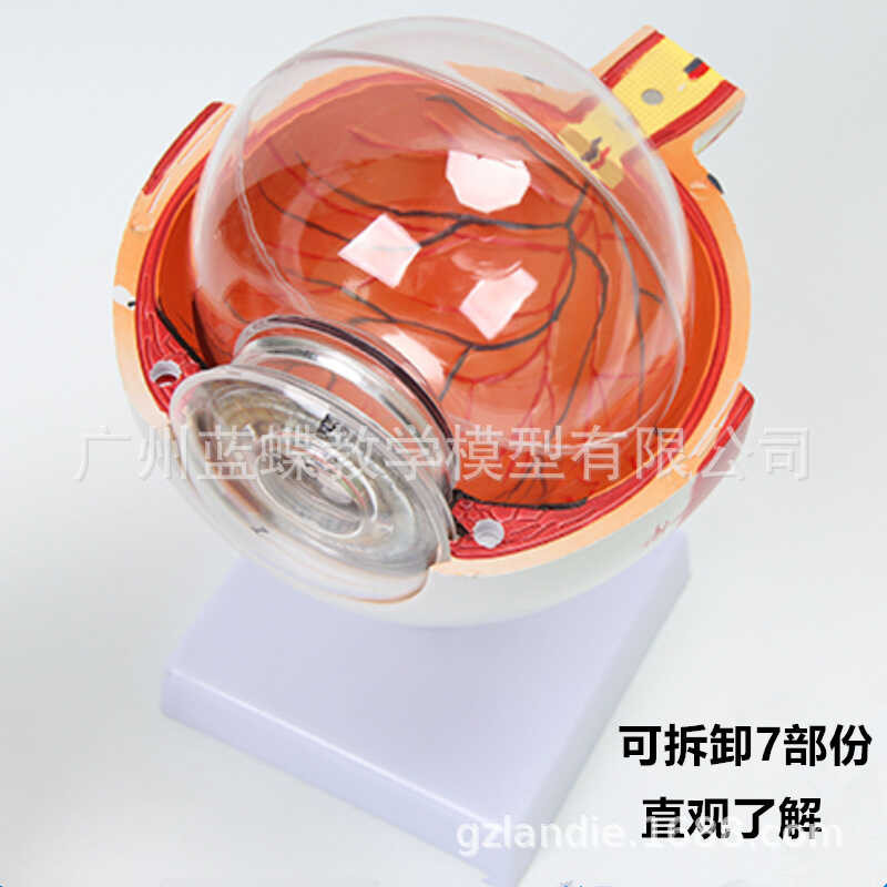 Eye Human Model 6X Magnification Eye Model Ophthalmology Eye Structure ...