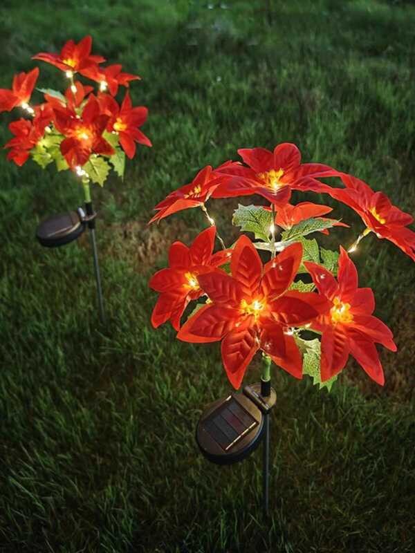 Bagong araw na 7-ulo poinsettia sa labas halamanan simulasyon ...