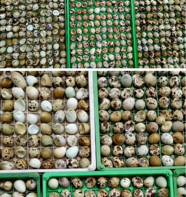 1 PC QUAIL PUGO EGG TRAY 150 EGG CAPACITY HEAVY DUTY | Shopee Philippines