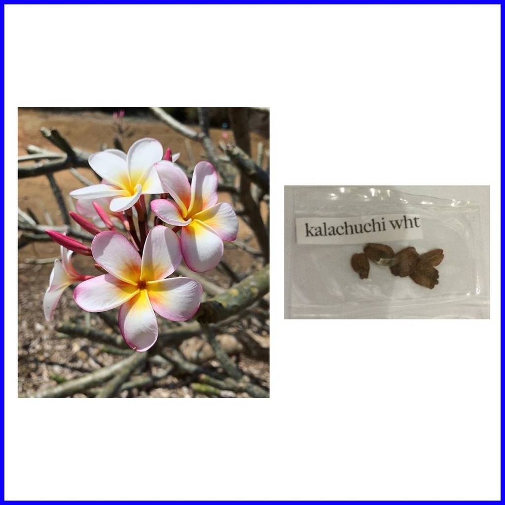 ∇ kalachuchi plumeria flower tree seeds frangipani | Shopee Philippines