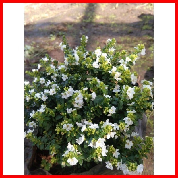 ∈ Dwarf White Copea (Live and Rooted) | Shopee Philippines