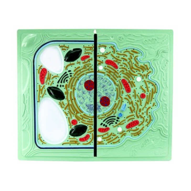 Model Comparison Of Animal And Plant Cells, Demonstration Teaching Tool ...