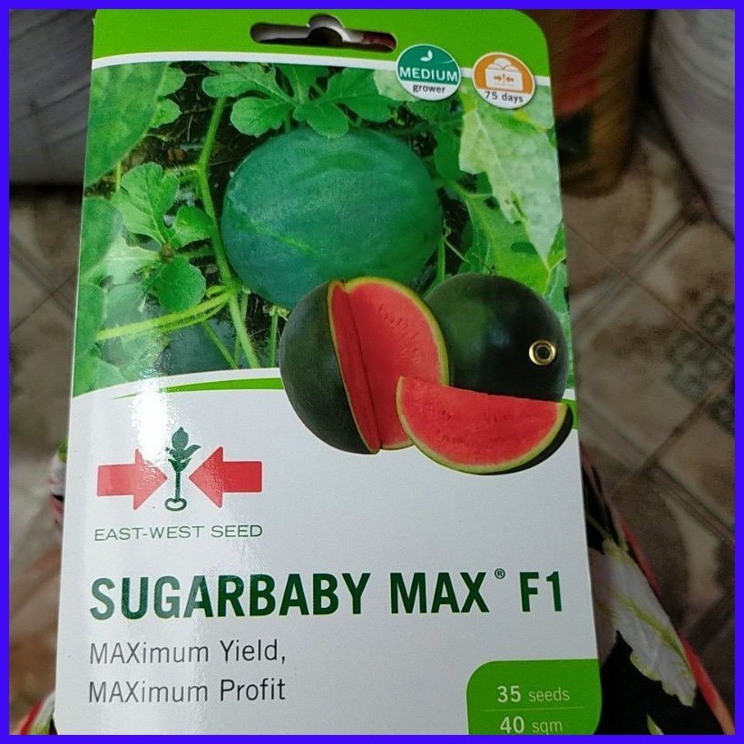 ๑ SUGAR BABY MAX F1 PAKWAN 35 SEEDS | Shopee Philippines