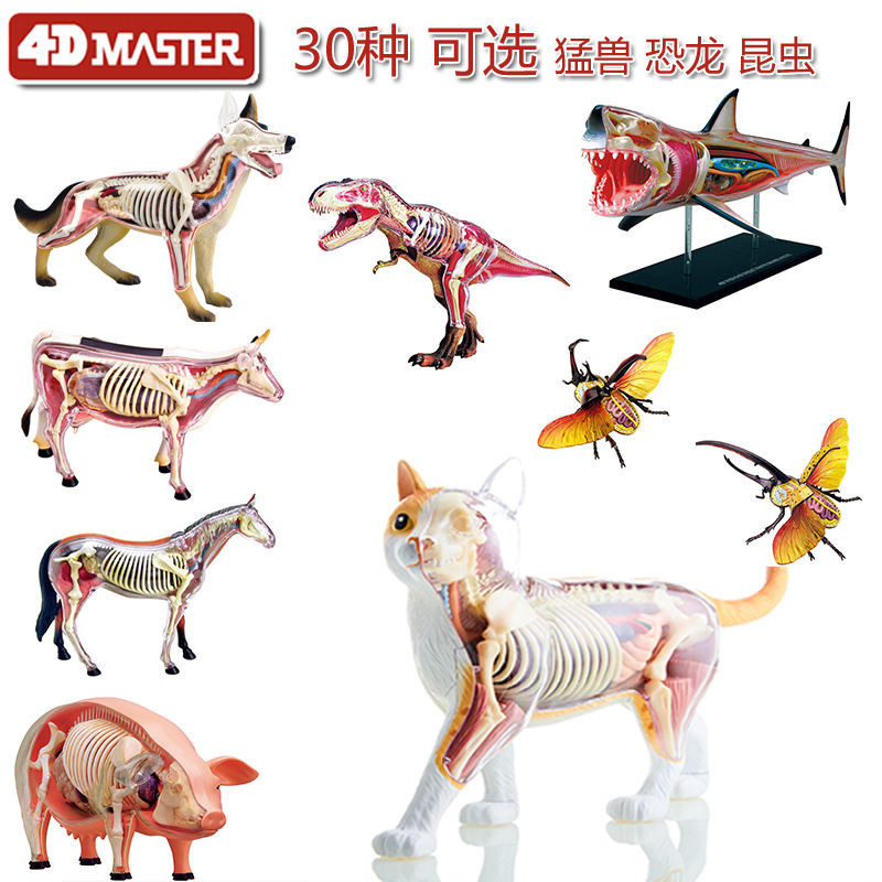 4D MASTER Animals Black And White Cat Orange Cat Organ Anatomy Assembly ...