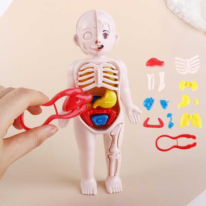 Educational Figures Learning Teaching Tool Body Anatomy Game Human ...