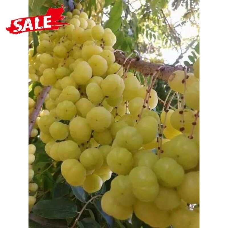 Karamay Kalamay / gooseberry seed s exotic fruit [Ito ay buto hindi ...