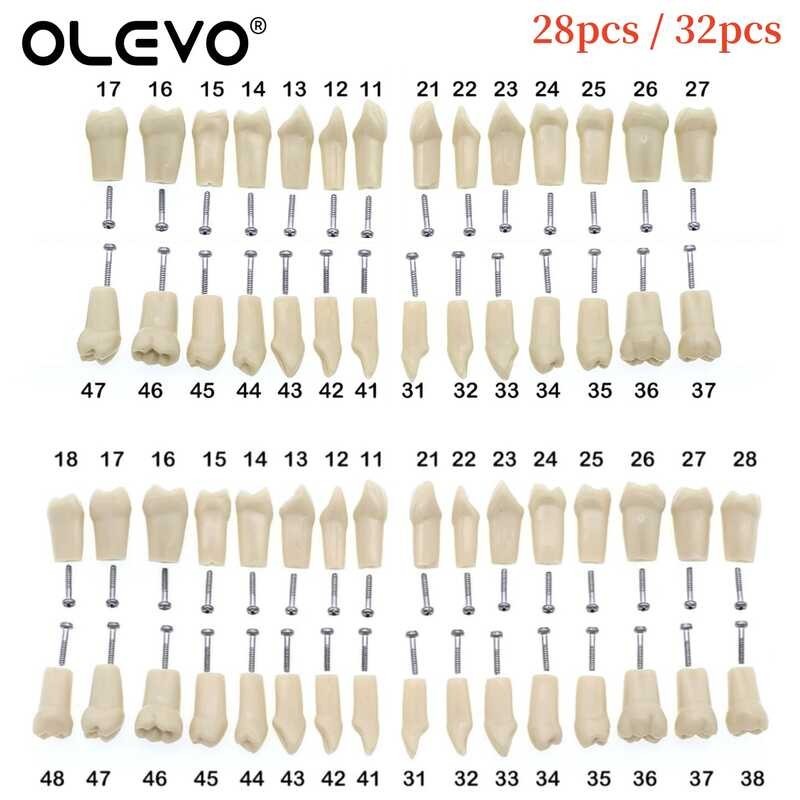 Dental Typodont Teeth Model Removable Individual Screw-In Denture ...