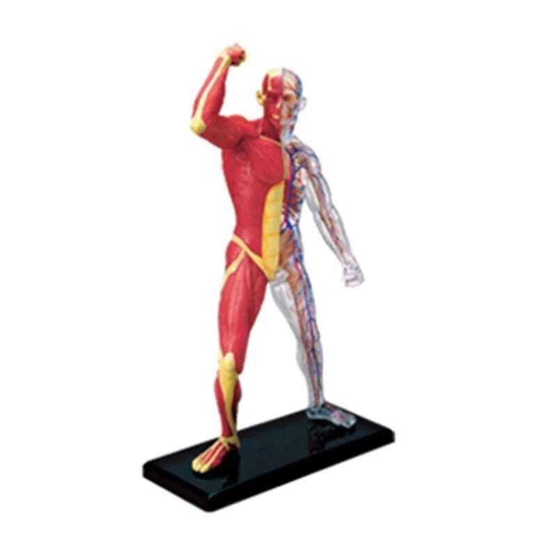 Model Human Muscle Body Anatomy Medical Science Model Anatomical ...