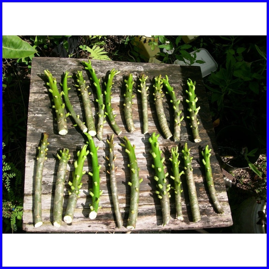 Hawaiian Calachuchi Red Rare Ball Frangipani Kalachuchi For Sale ...