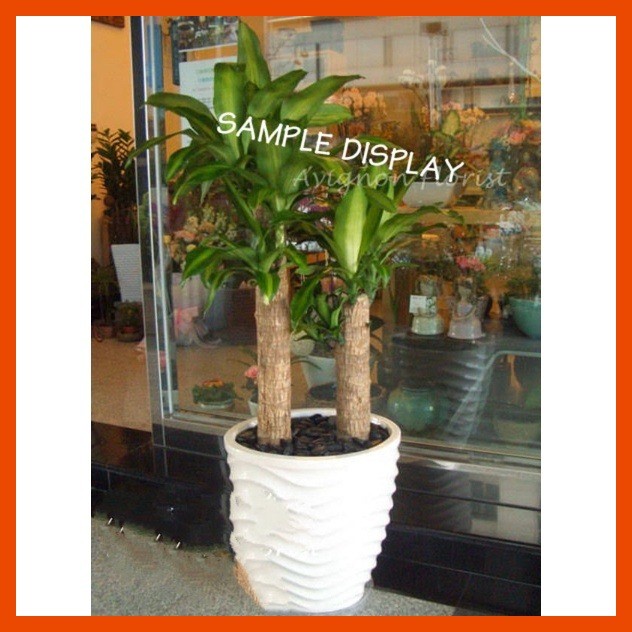 Fortune plant lucky bamboo | Shopee Philippines