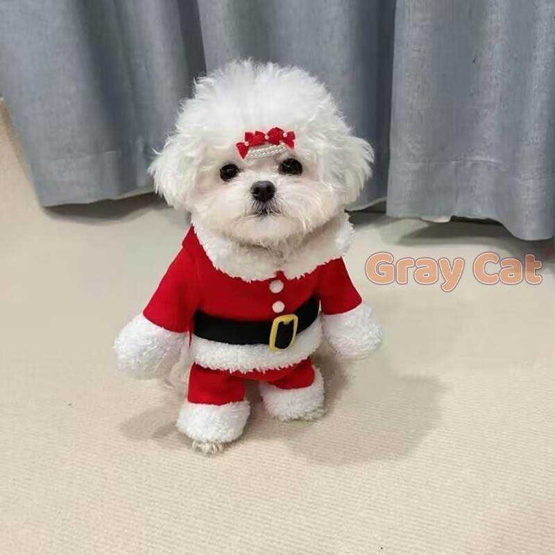Small body compared to bear clothes, pet teddy bear transformation ...