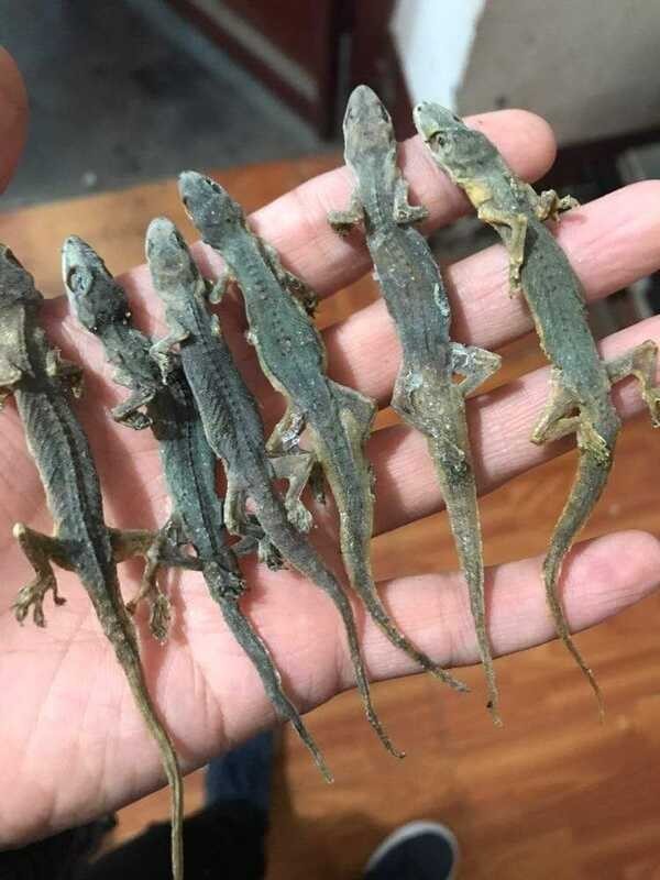 Chinese herbal medicine gecko dragon powder | Shopee Philippines