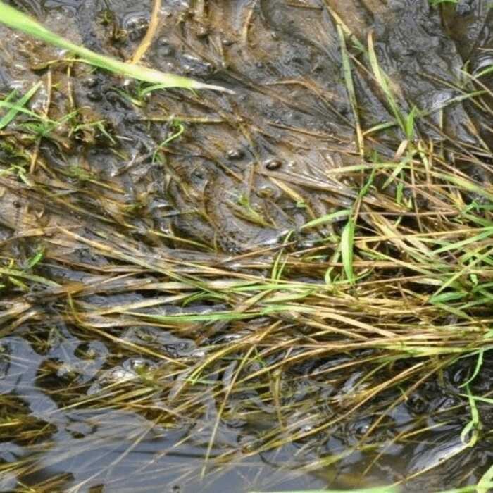 Special herbicide for wild grass, water, wild grass, rice, Li's grass ...