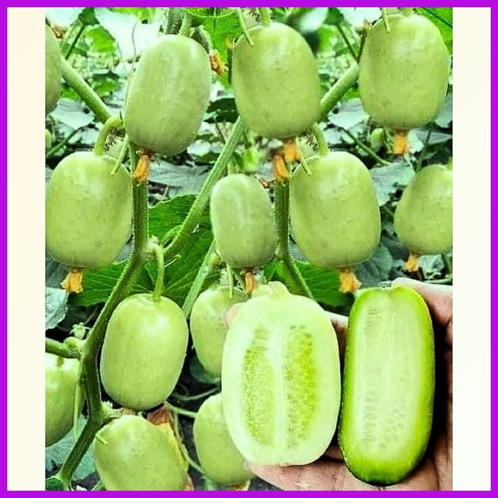 ஐ Mini round cucumber seeds, pipino cucumber, fruit seed high quality ...