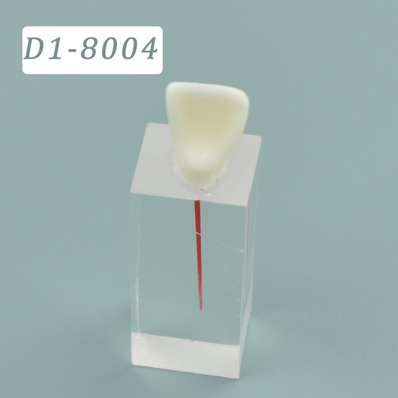Dental Education Teaching Tooth Model Root Canal Blocks Resin RCT ...