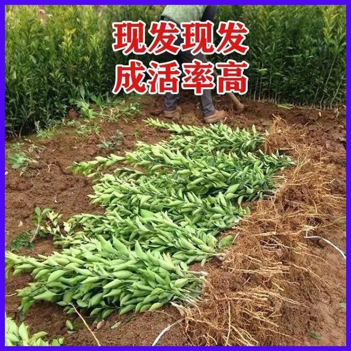 Rose blood orange Chinese red sapling grafted seedling meat navel ...